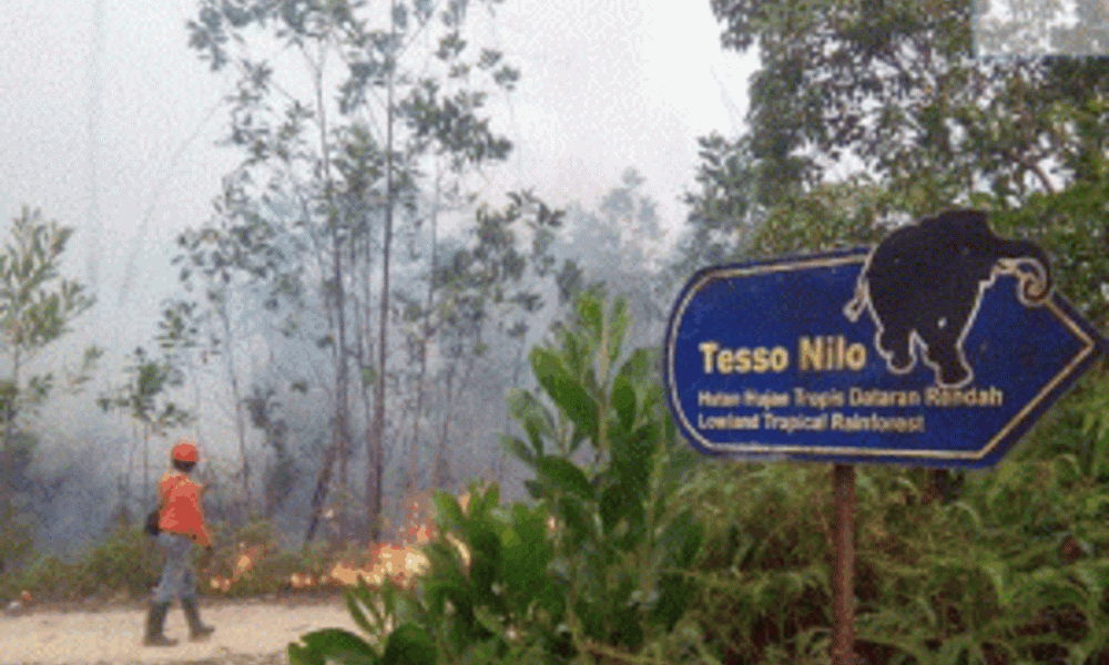 Kemenhut Tertibkan 40 Ribu Hektare Lahan Sawit di Kawasan Hutan ...